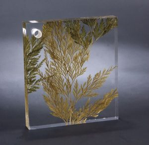Intrigue collection | Translucent Resin panels | The Decorative Panel ...