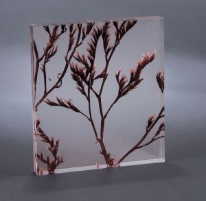 Intrigue collection | Translucent Resin panels | The Decorative Panel ...