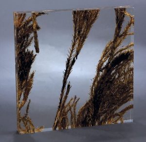 Intrigue collection | Translucent Resin panels | The Decorative Panel ...
