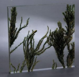 Intrigue collection | Translucent Resin panels | The Decorative Panel ...